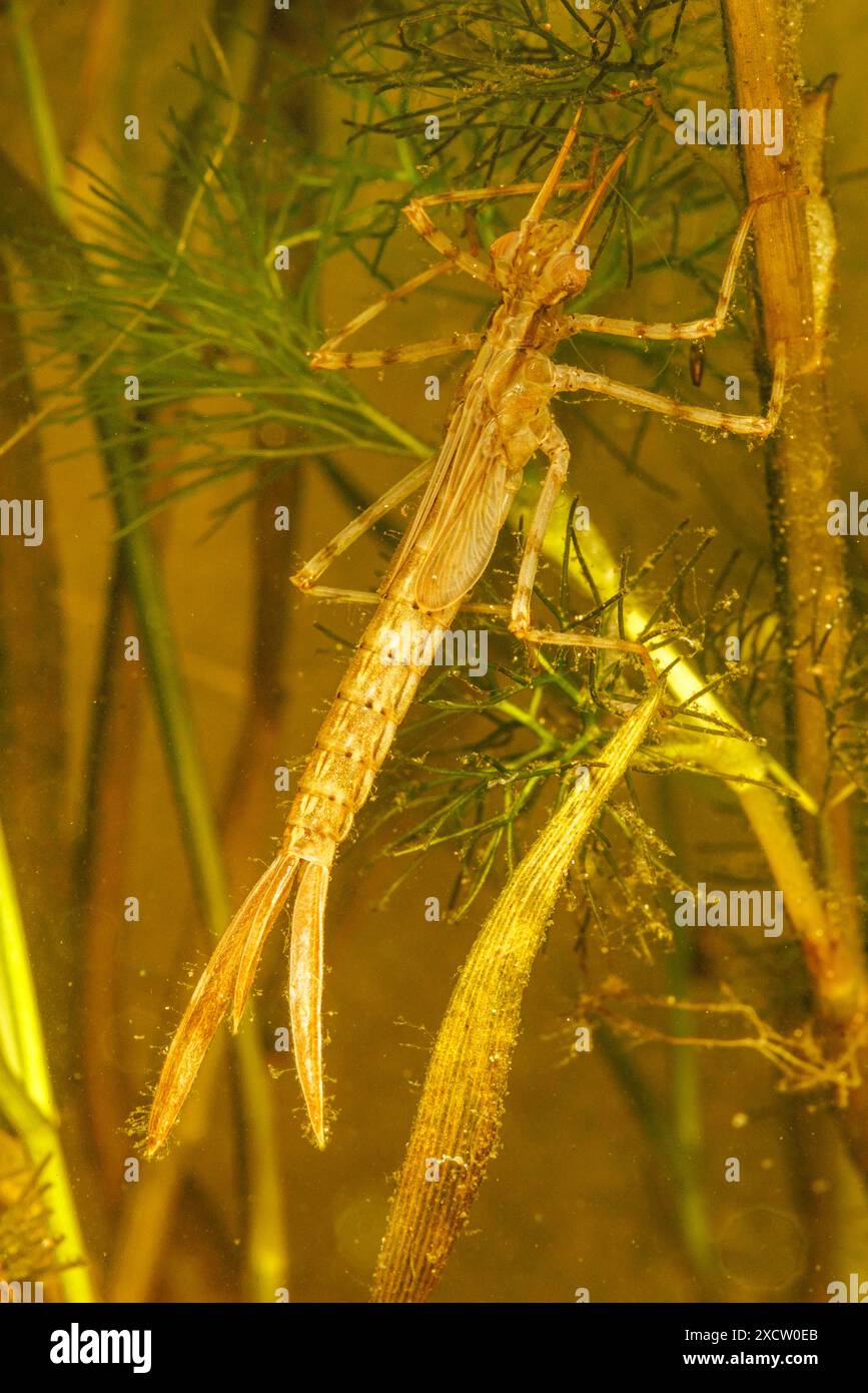 Dragonfly larvae under water hi-res stock photography and images - Alamy