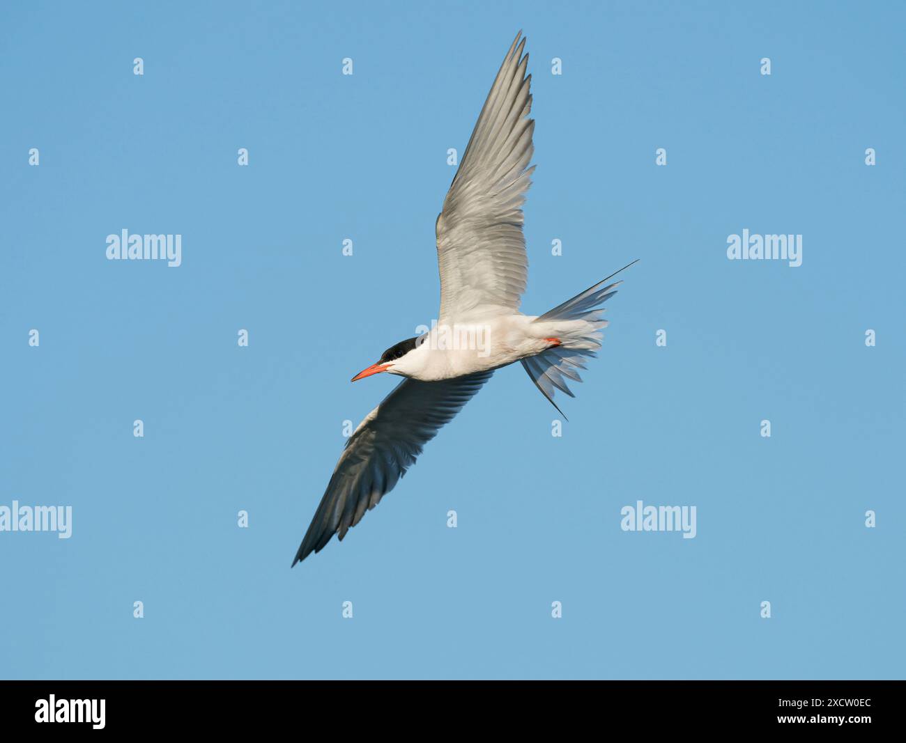 Common tern (Sterna hirundo), in flight, Netherlands, Limburg Stock ...