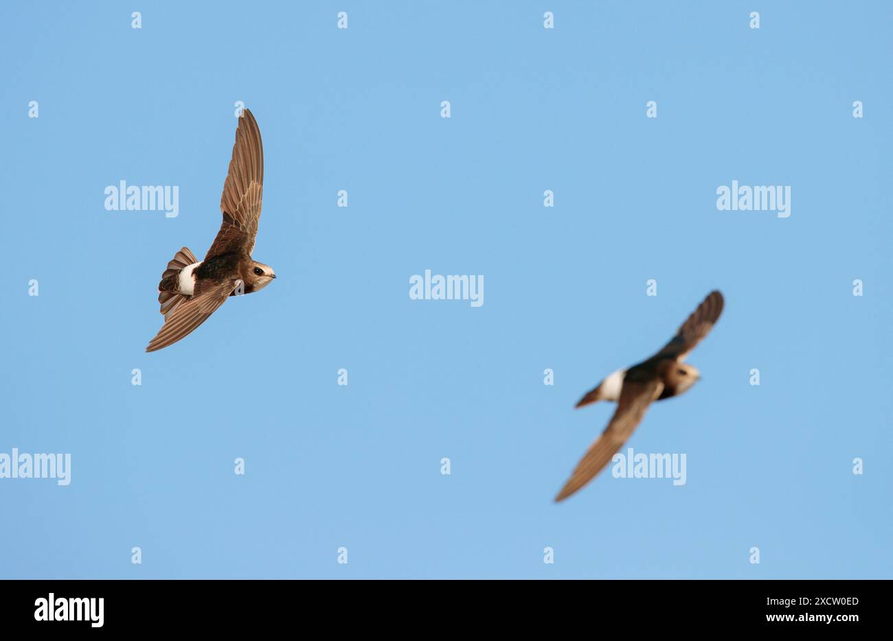 Two species of swifts hi-res stock photography and images - Alamy
