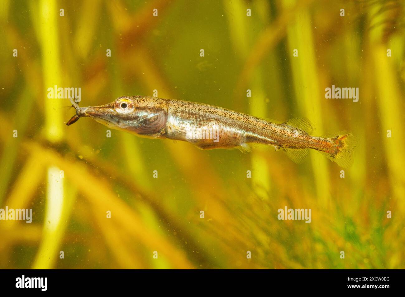 pike, northern pike (Esox lucius), juvenile, eating bushfly larva ...
