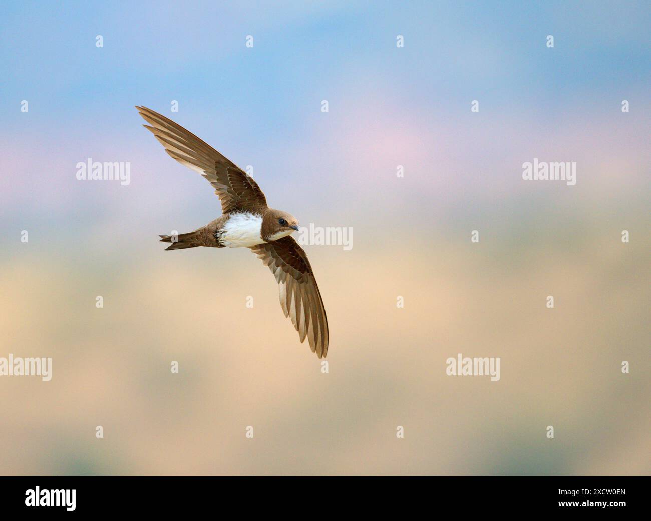 Alpine swift (Apus melba, Tachymarptis melba), in flight from below ...