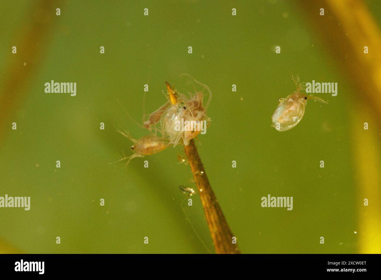backswimmers (water boatmen) (Notonectidae), eats water flea, with ...