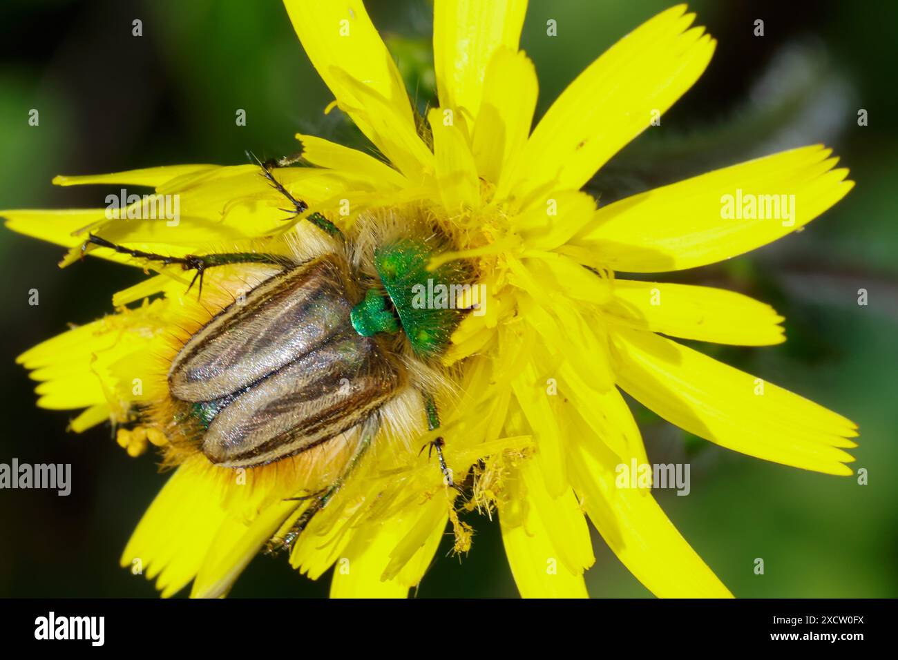 bumble bee scarab beetle (Eulasia pareyssei, Eulasia laserri, Eulasia ...