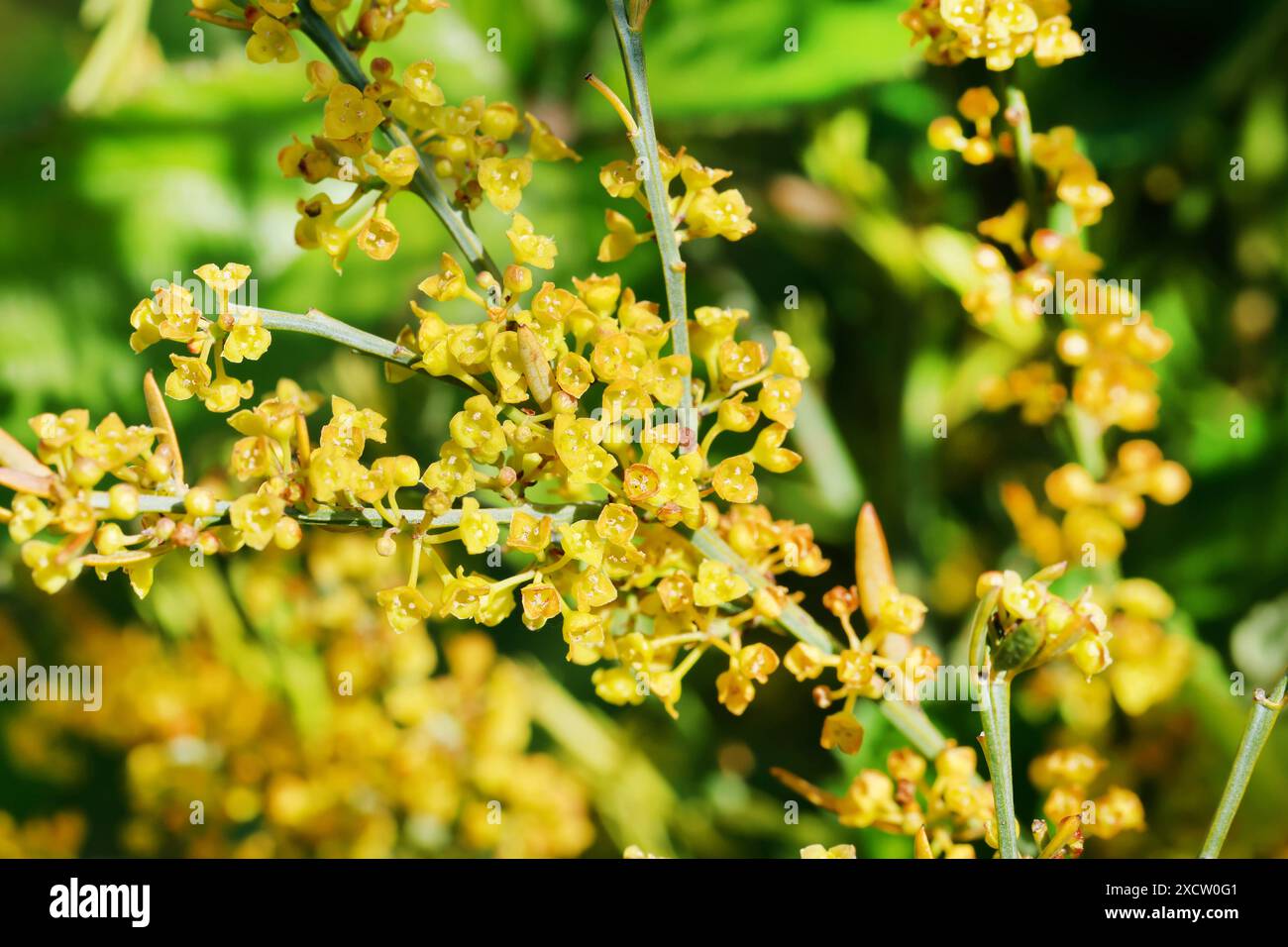 Albanien kroatien hi-res stock photography and images - Alamy
