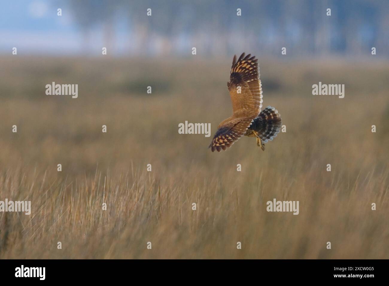 African marsh owl, marsh owl (Asio capensis), in hunting flight over ...