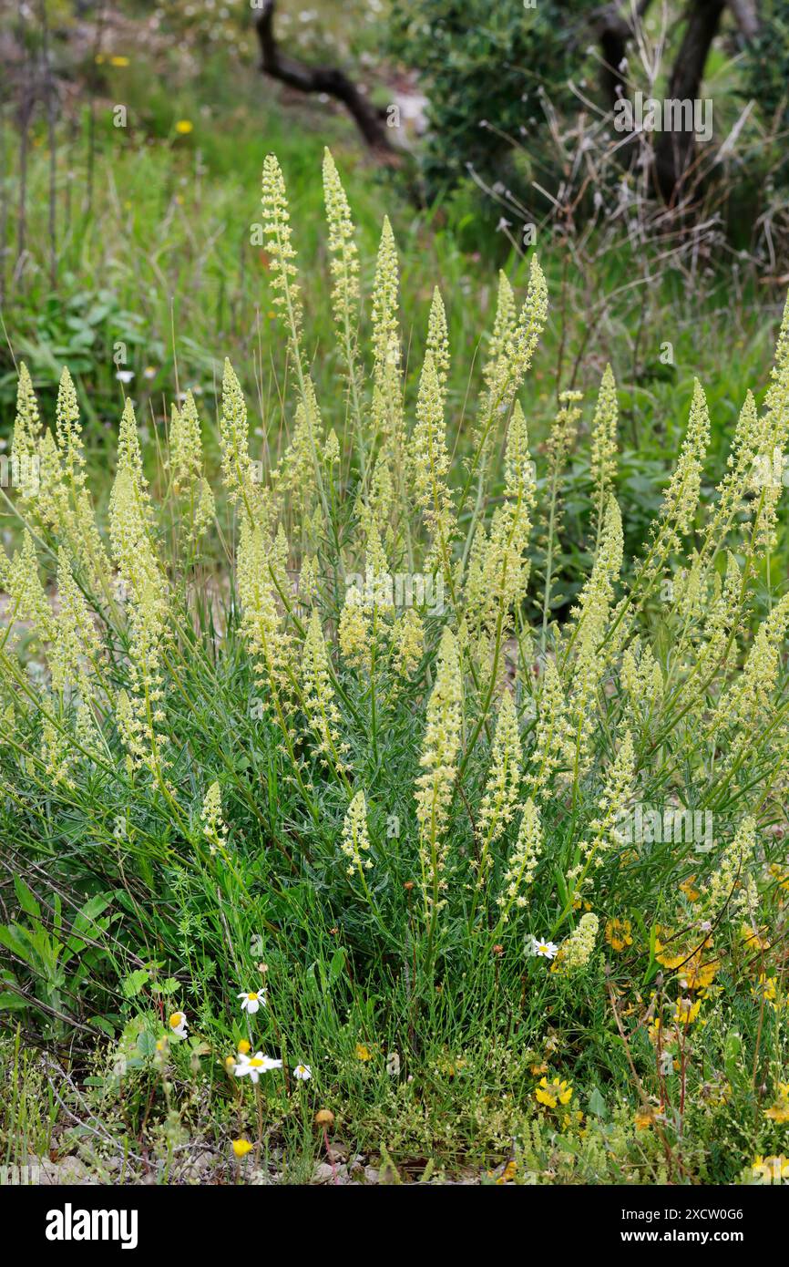 Yellow mignonette, Wild mignonette (Reseda lutea), blooming, Albania ...