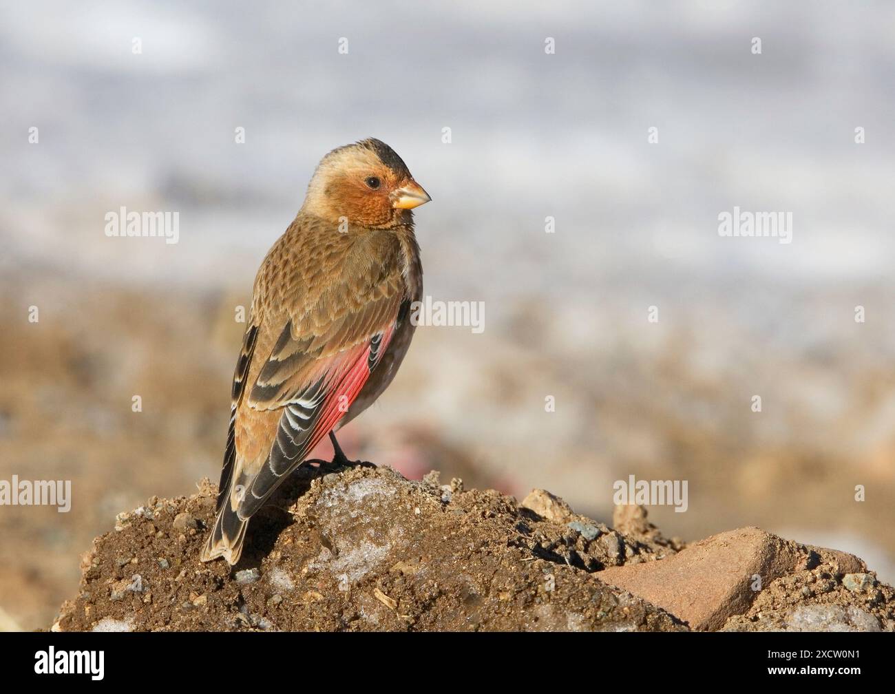 African crimson-winged finch (Rhodopechys sanguineus alienus ...