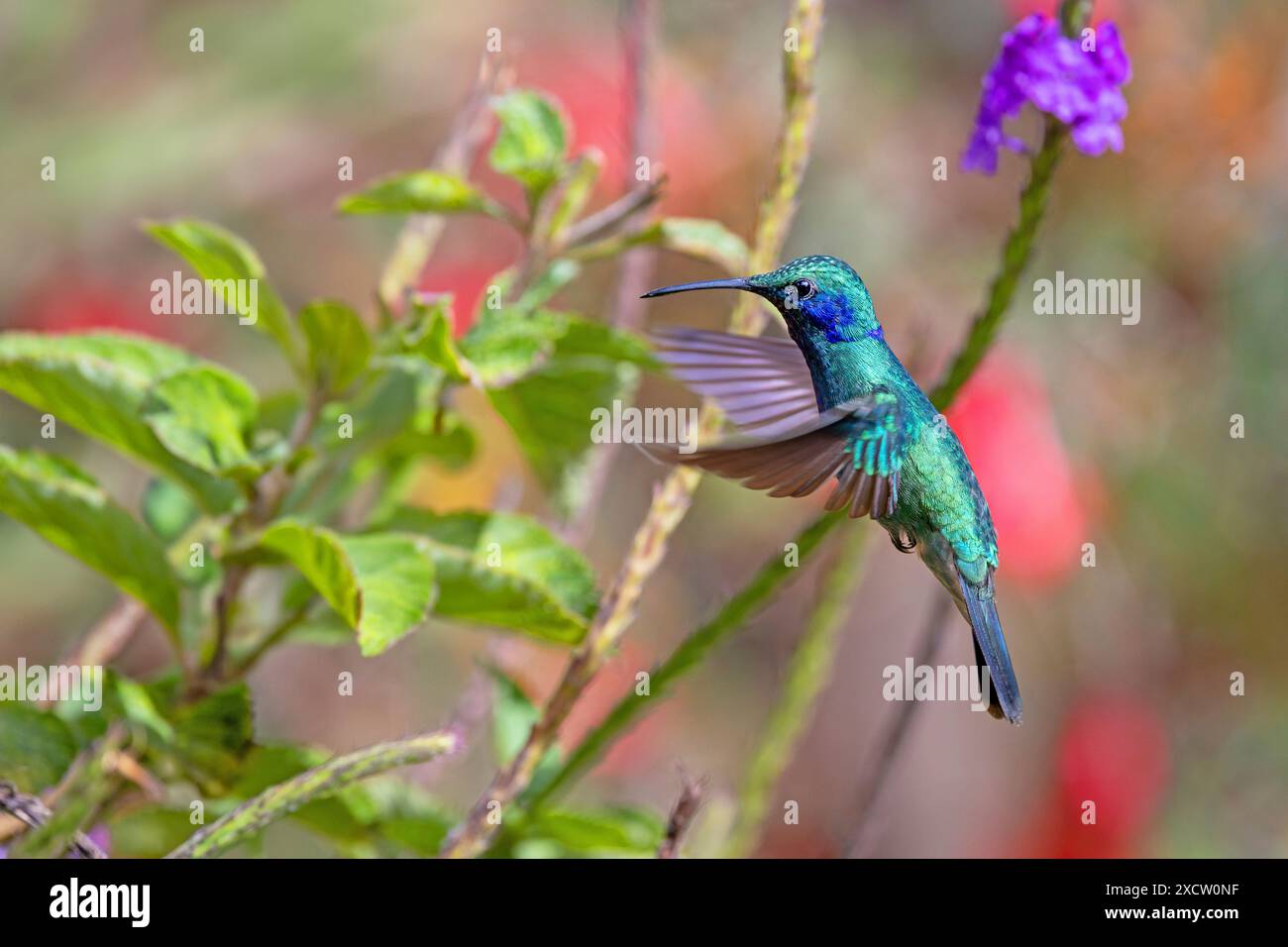 lesser violetear, mountain violet-ear (Colibri cyanotus), flies in ...
