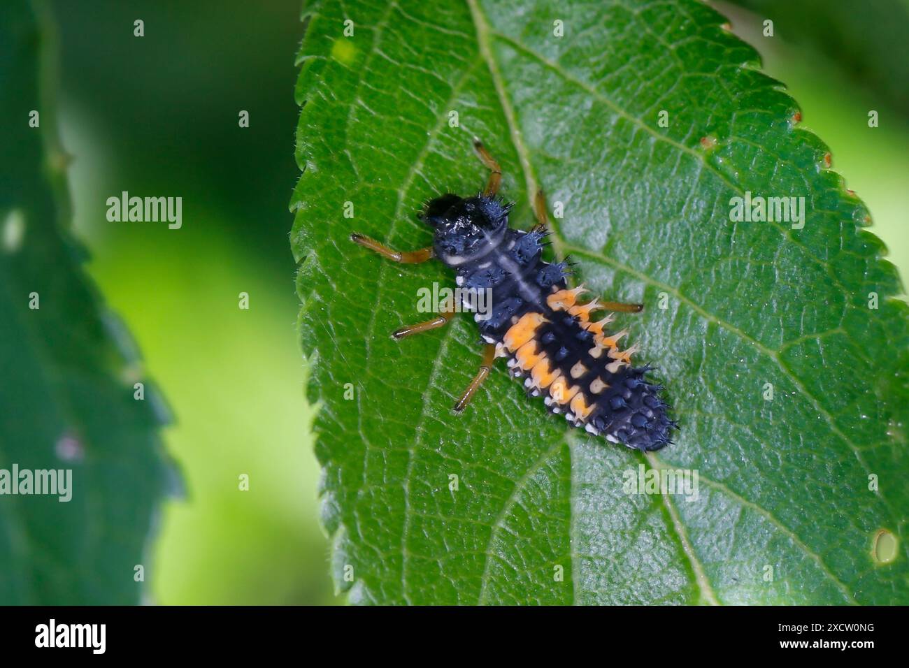 Asian lady beetles hi-res stock photography and images - Alamy