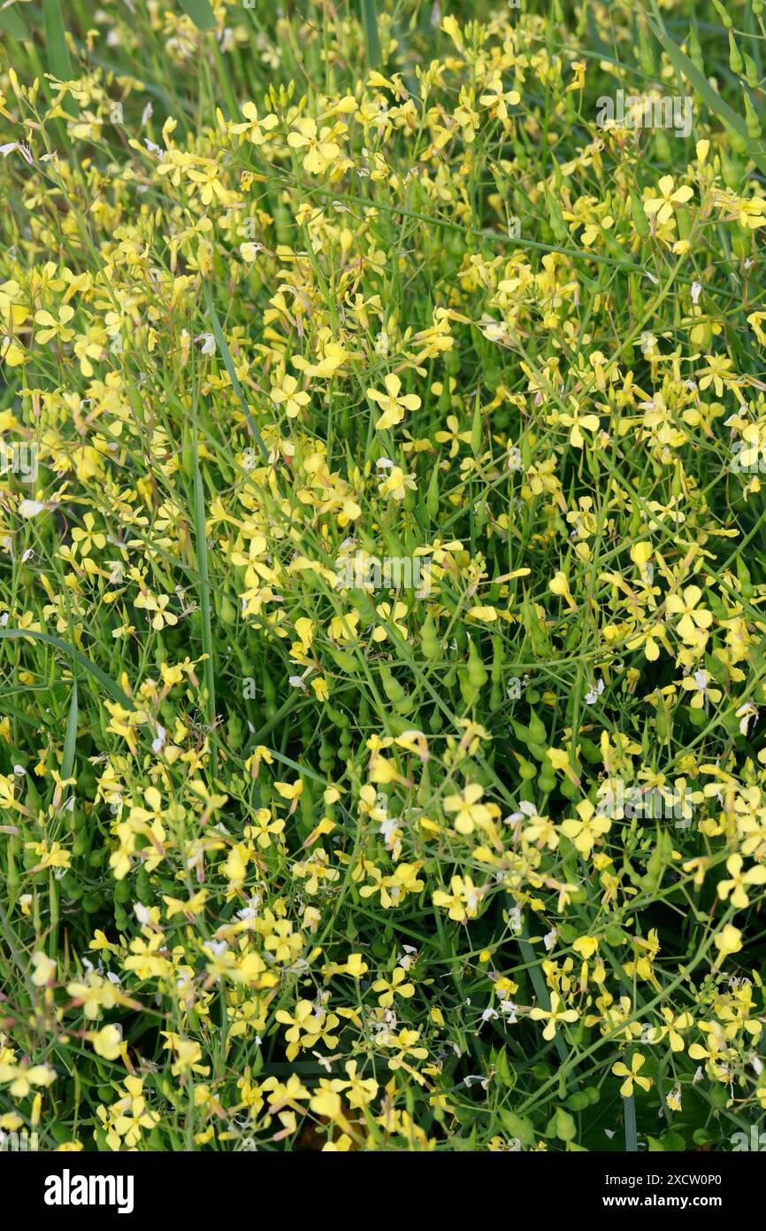 wild radish, white charlock, jointed charlock (Raphanus raphanistrum ...