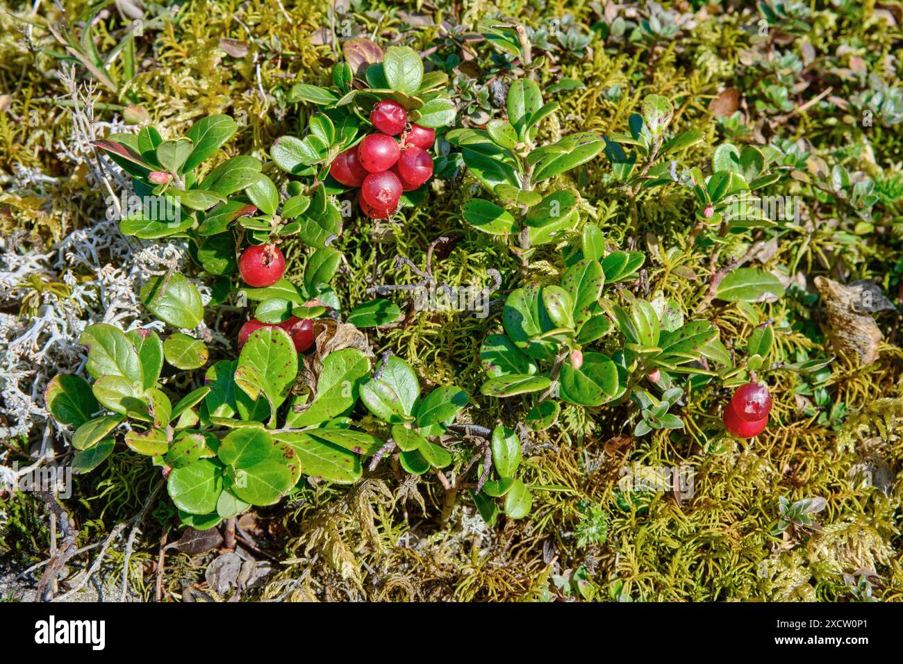 cowberry, foxberry, lingonberry, mountain cranberry (Vaccinium vitis ...
