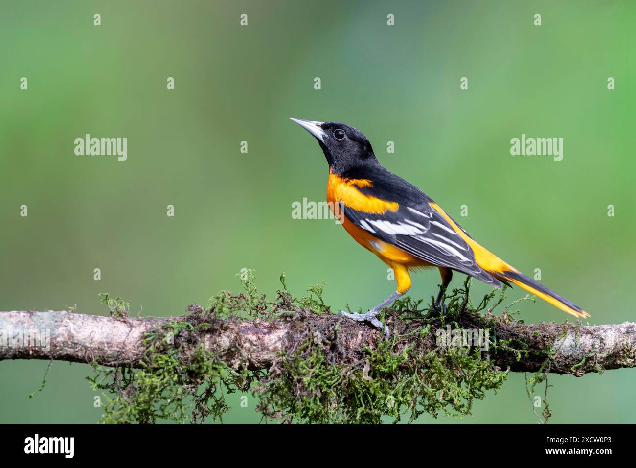 northern oriole (Icterus galbula), male sitting on a branch by the ...