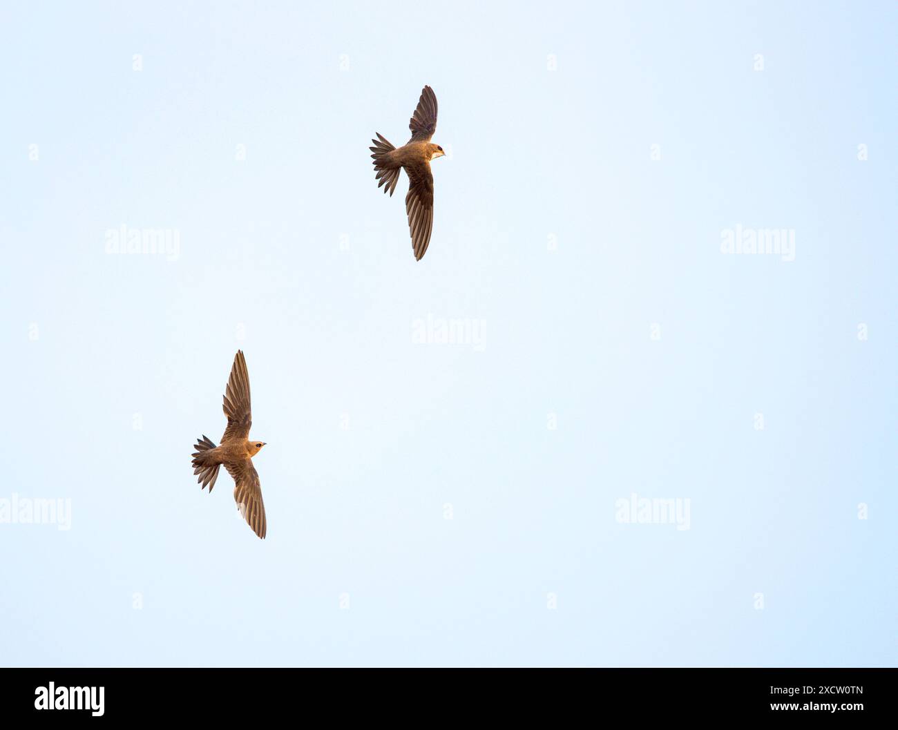 Alpine swift (Apus melba, Tachymarptis melba), two alpine swifts in ...