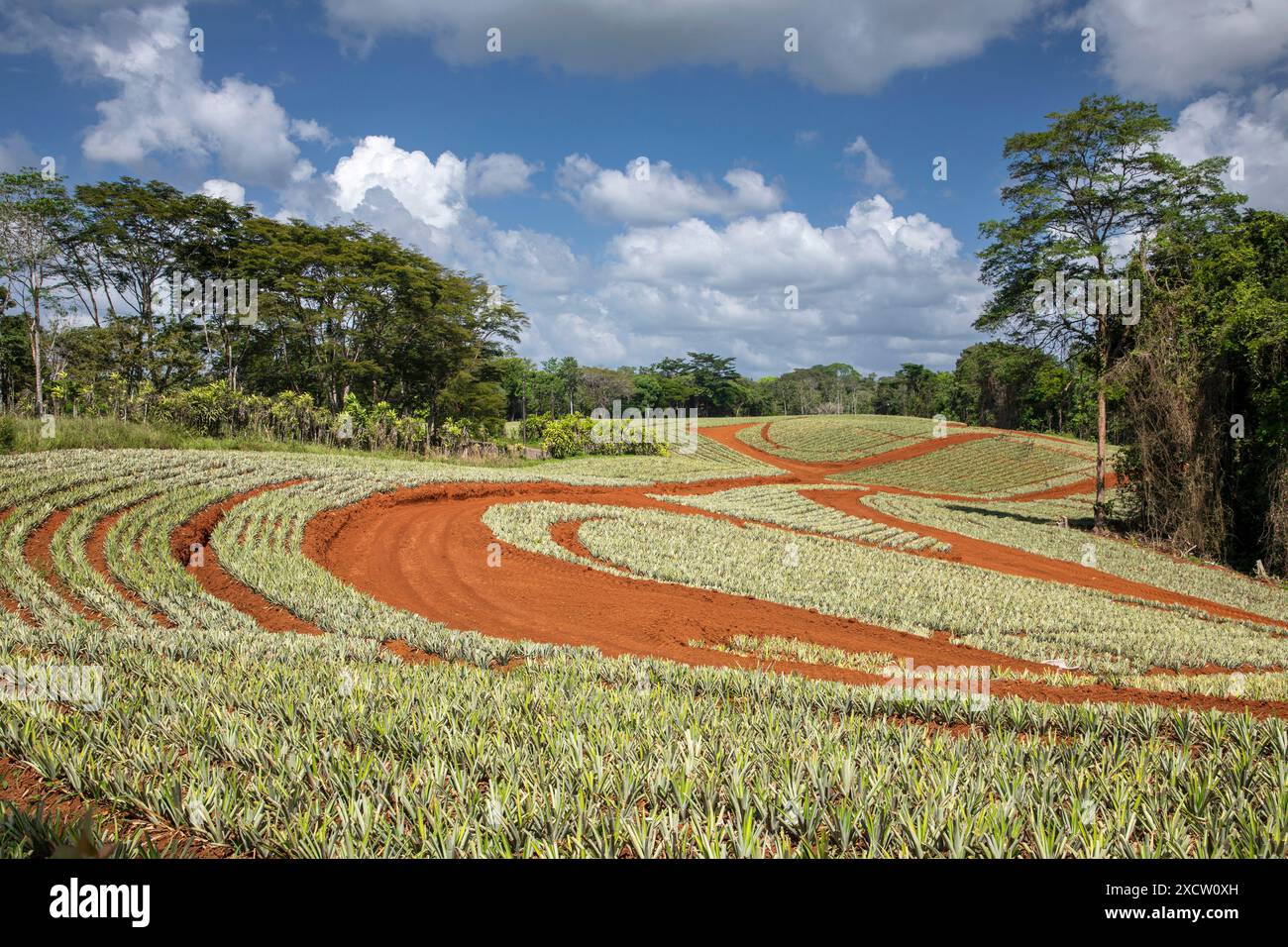 pineapple (Ananas comosus, Ananas sativus), Plantation surrounded by ...