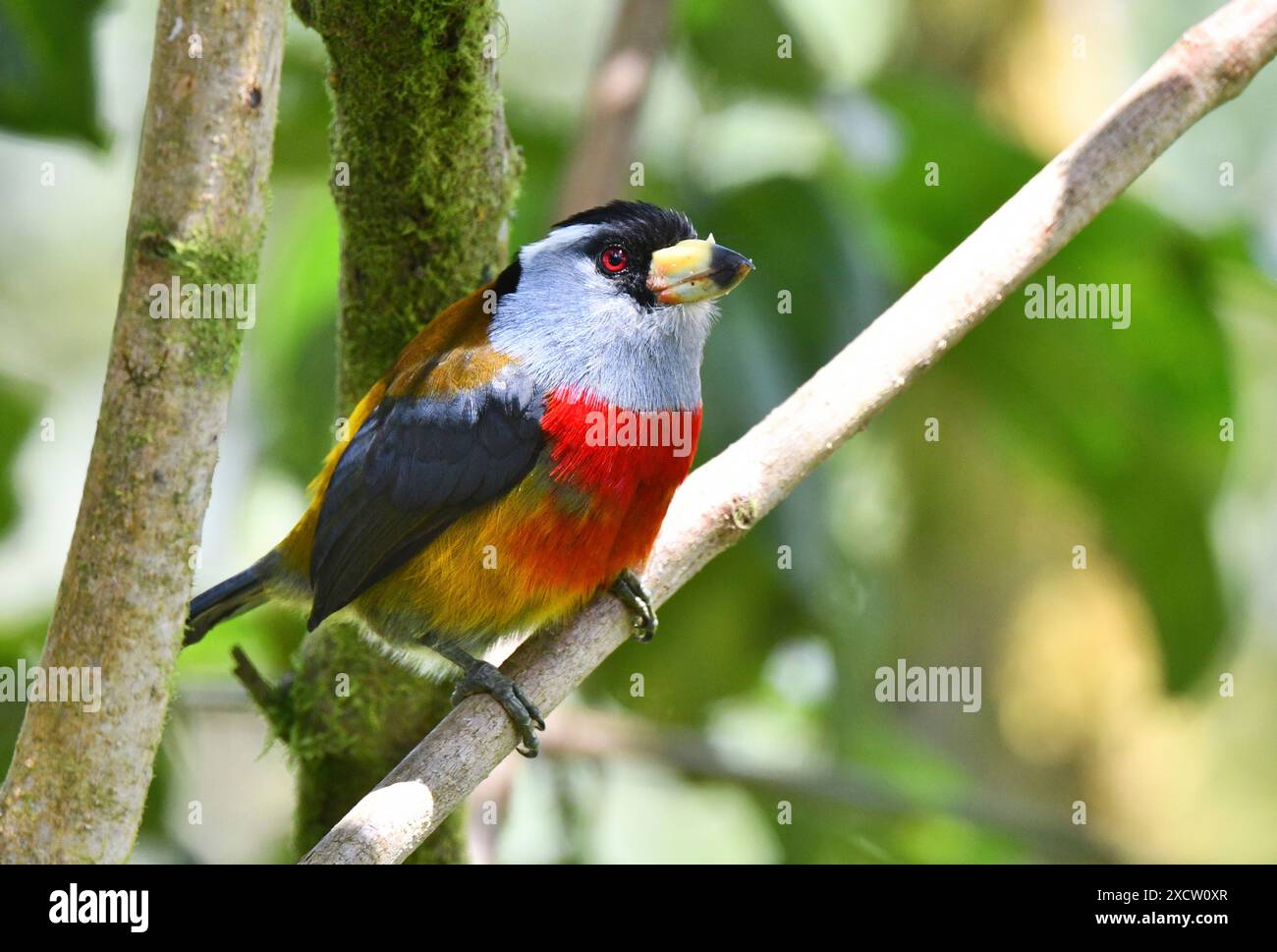 toucan barbet (Semnornis ramphastinus), sits on a branch on the western ...