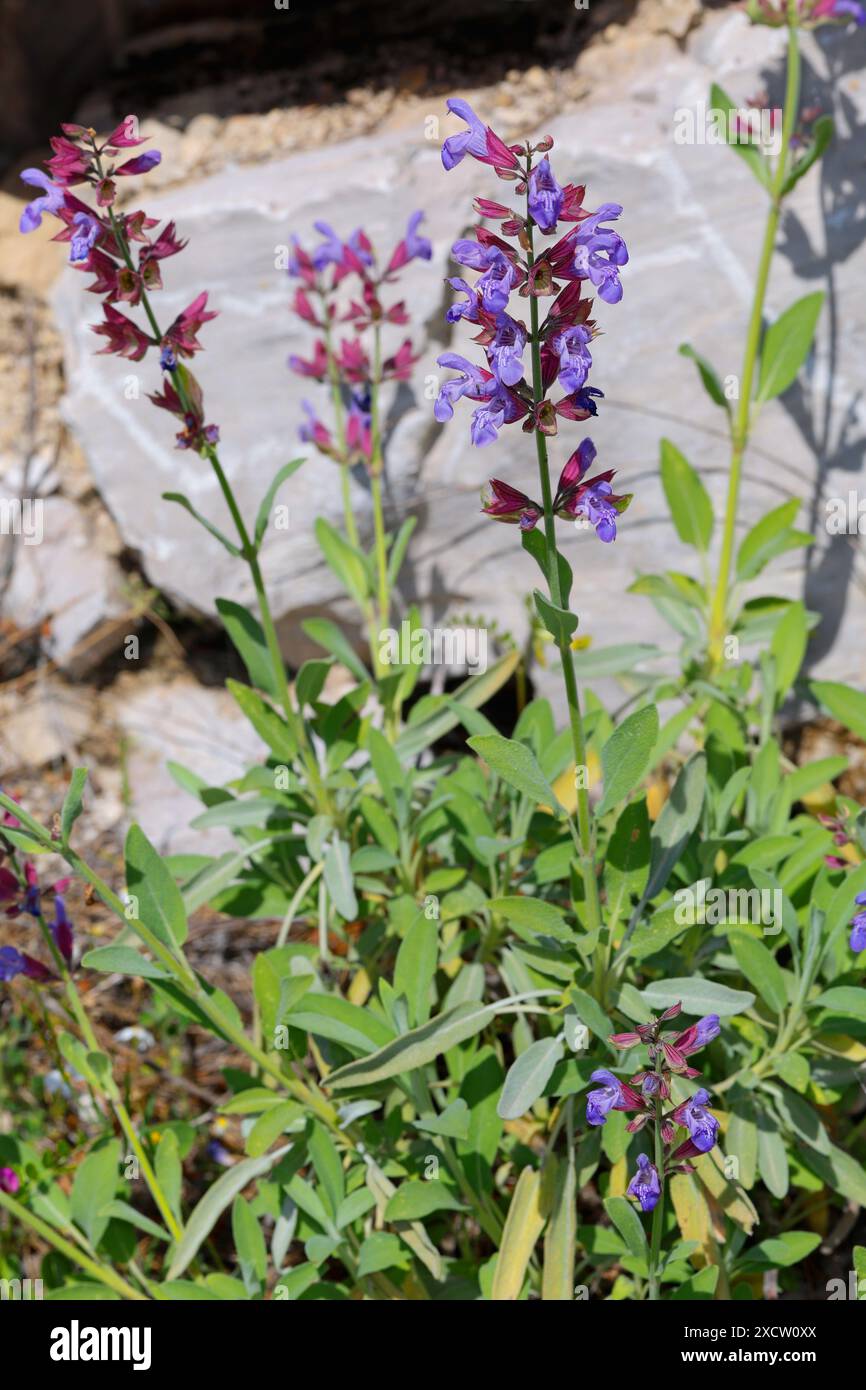 common sage, kitchen sage (Salvia officinalis), blooming Stock Photo ...