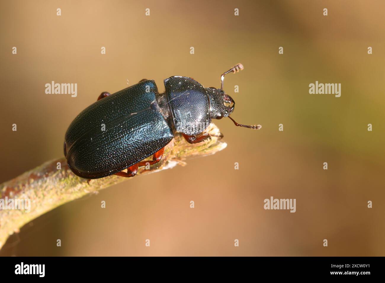 Platycerus cribatus, Blue Stag Beetle (Platycerus caraboides ...