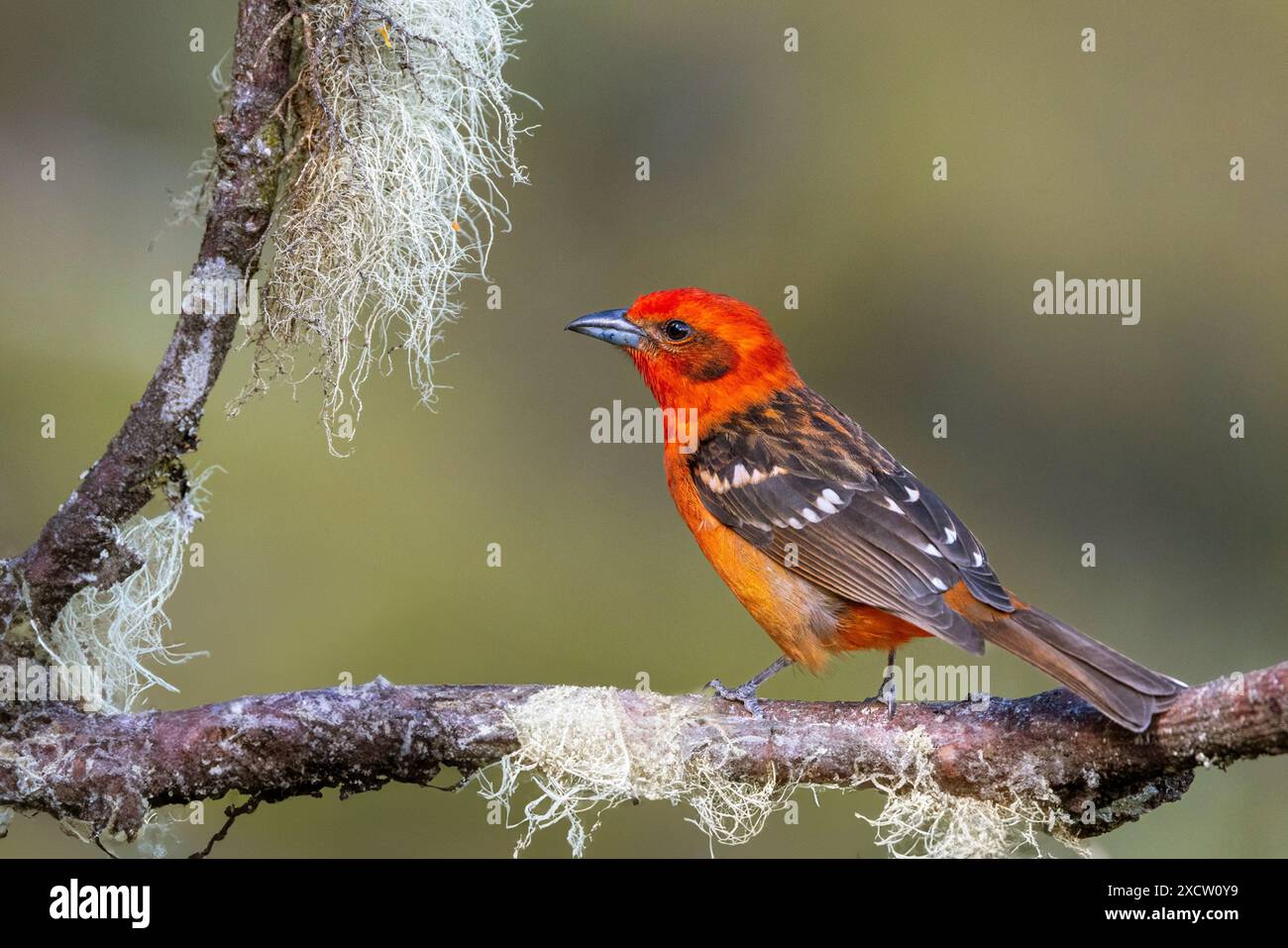 Flame coloured tanager male hi-res stock photography and images - Alamy