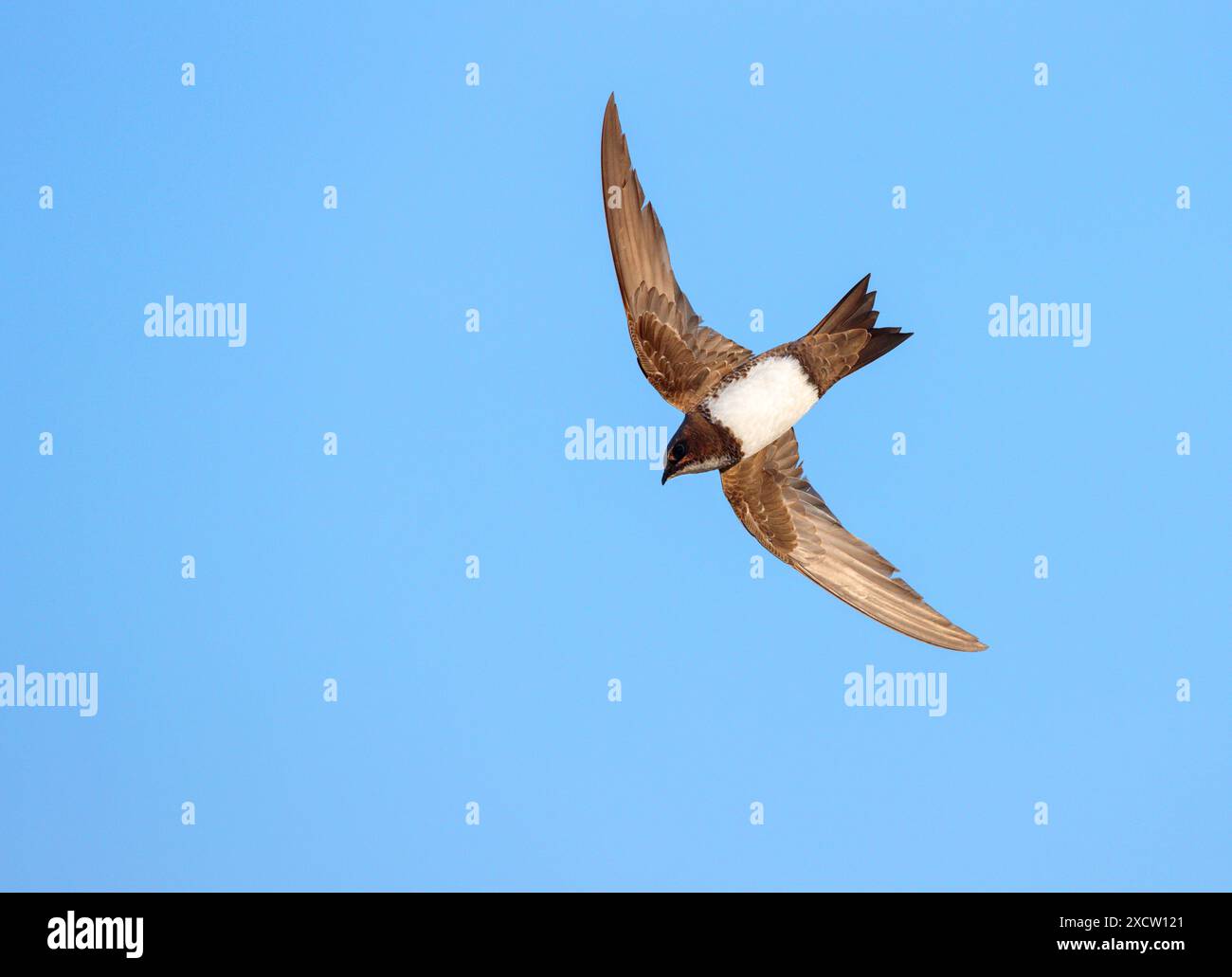 Alpine swift (Apus melba, Tachymarptis melba), in flight from below ...