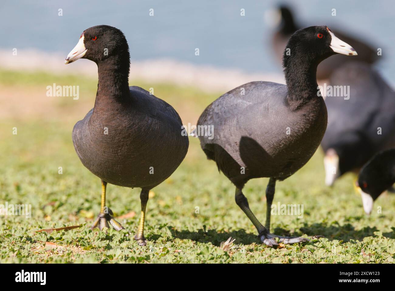 American coot, mud hen, pouldeau (Fulica americana), two American coots ...