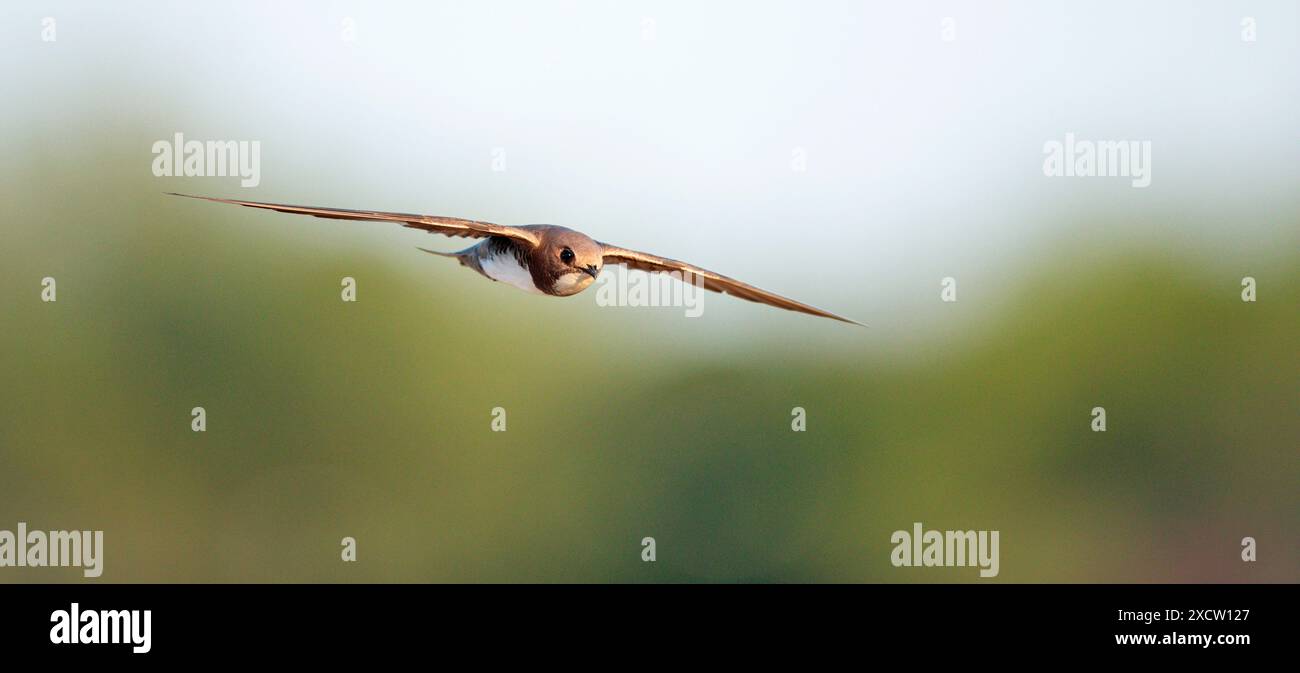 Alpine swift (Apus melba, Tachymarptis melba), in flight, front view ...