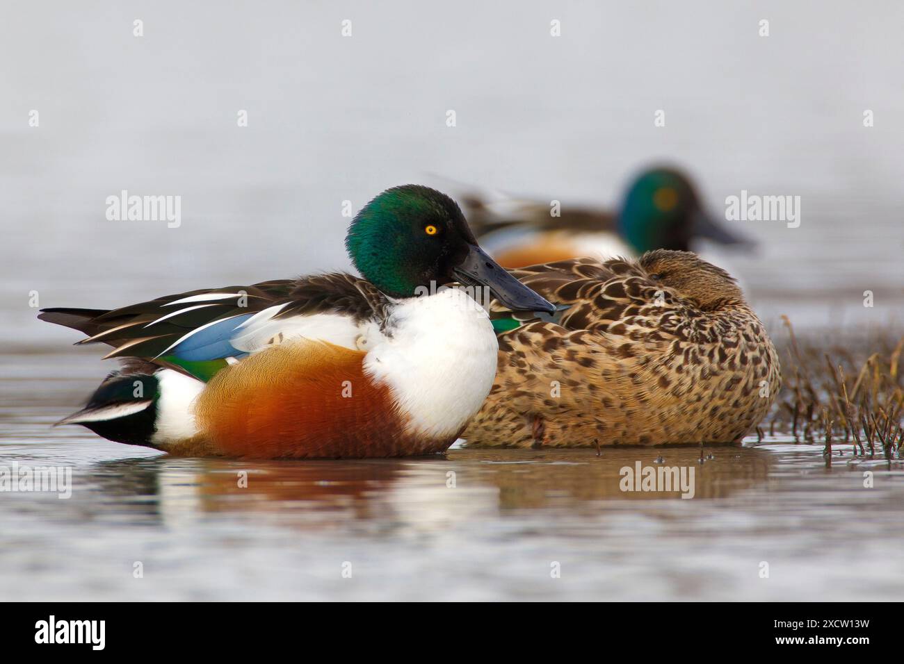 northern shoveler, shoveler (Anas clypeata, Spatula clypeata), drake standing in shallow water ...