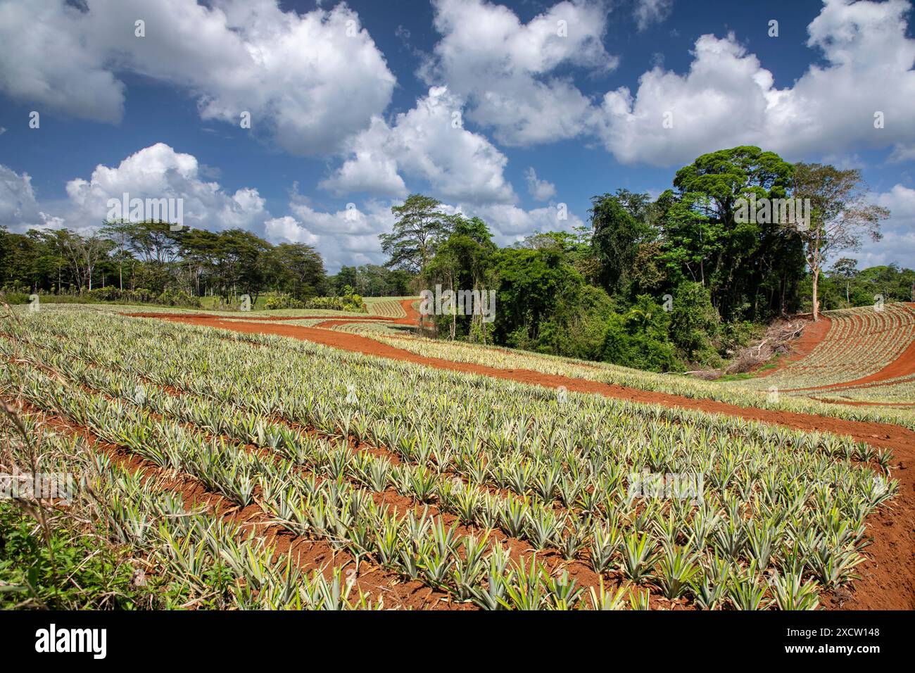pineapple (Ananas comosus, Ananas sativus), Plantation surrounded by ...