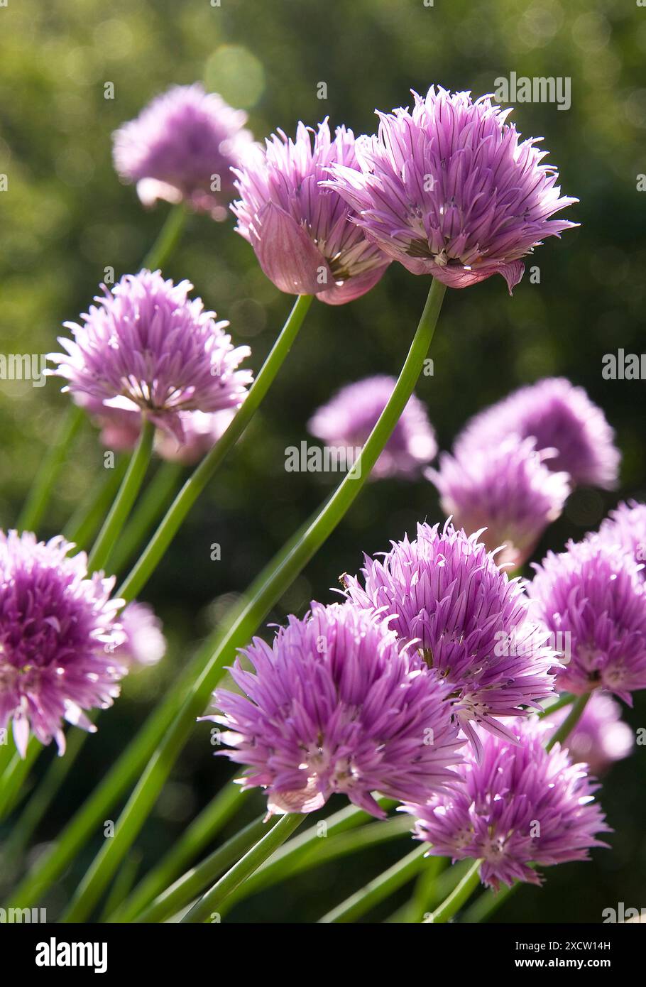chives, sand leek (Allium schoenoprasum), blooming, Germany Stock Photo ...