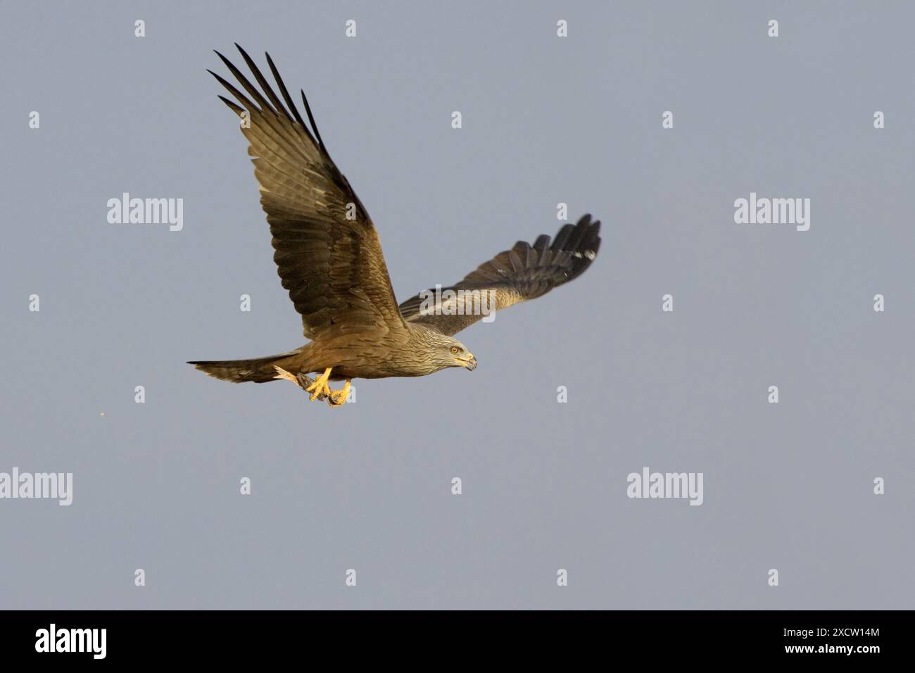 Black kite, Yellow-billed kite (Milvus migrans), in flight with a ...