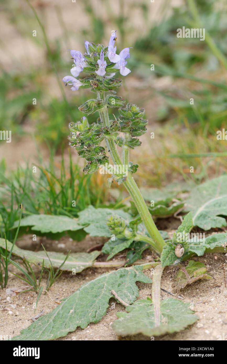 wild clary, vervain sage (Salvia verbenaca), flowering, Albania Stock ...