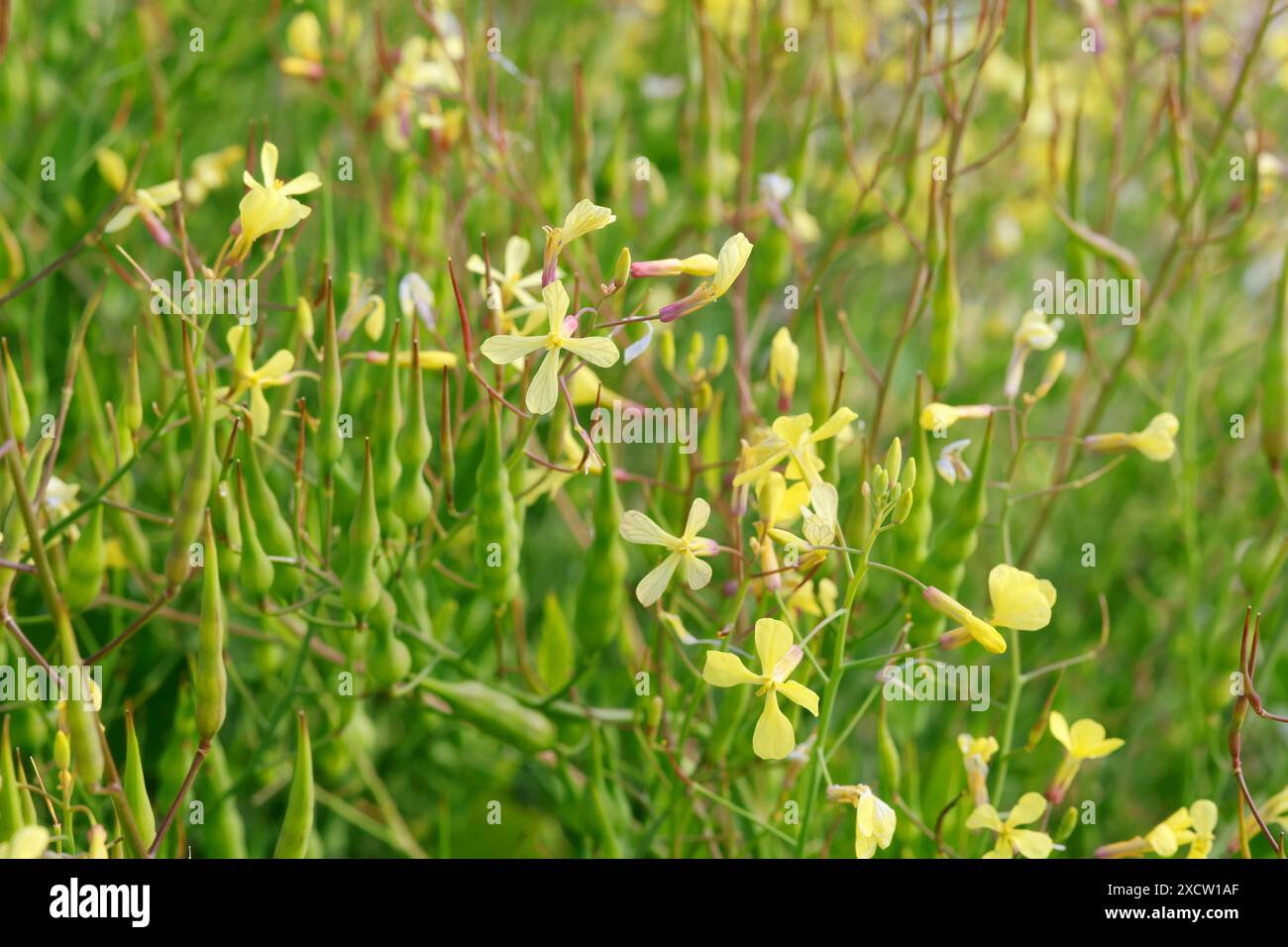 wild radish, white charlock, jointed charlock (Raphanus raphanistrum ...
