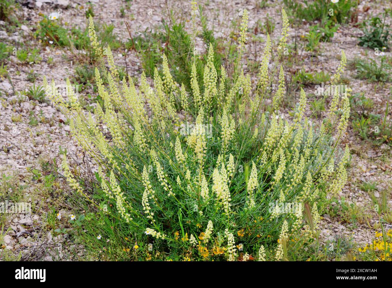 Yellow mignonette, Wild mignonette (Reseda lutea), blooming, Albania ...