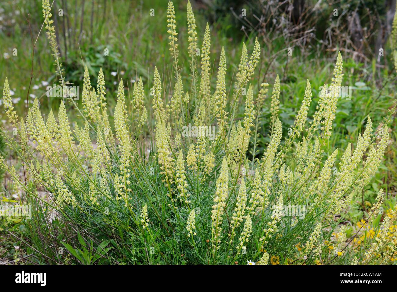Yellow mignonette, Wild mignonette (Reseda lutea), blooming, Albania ...