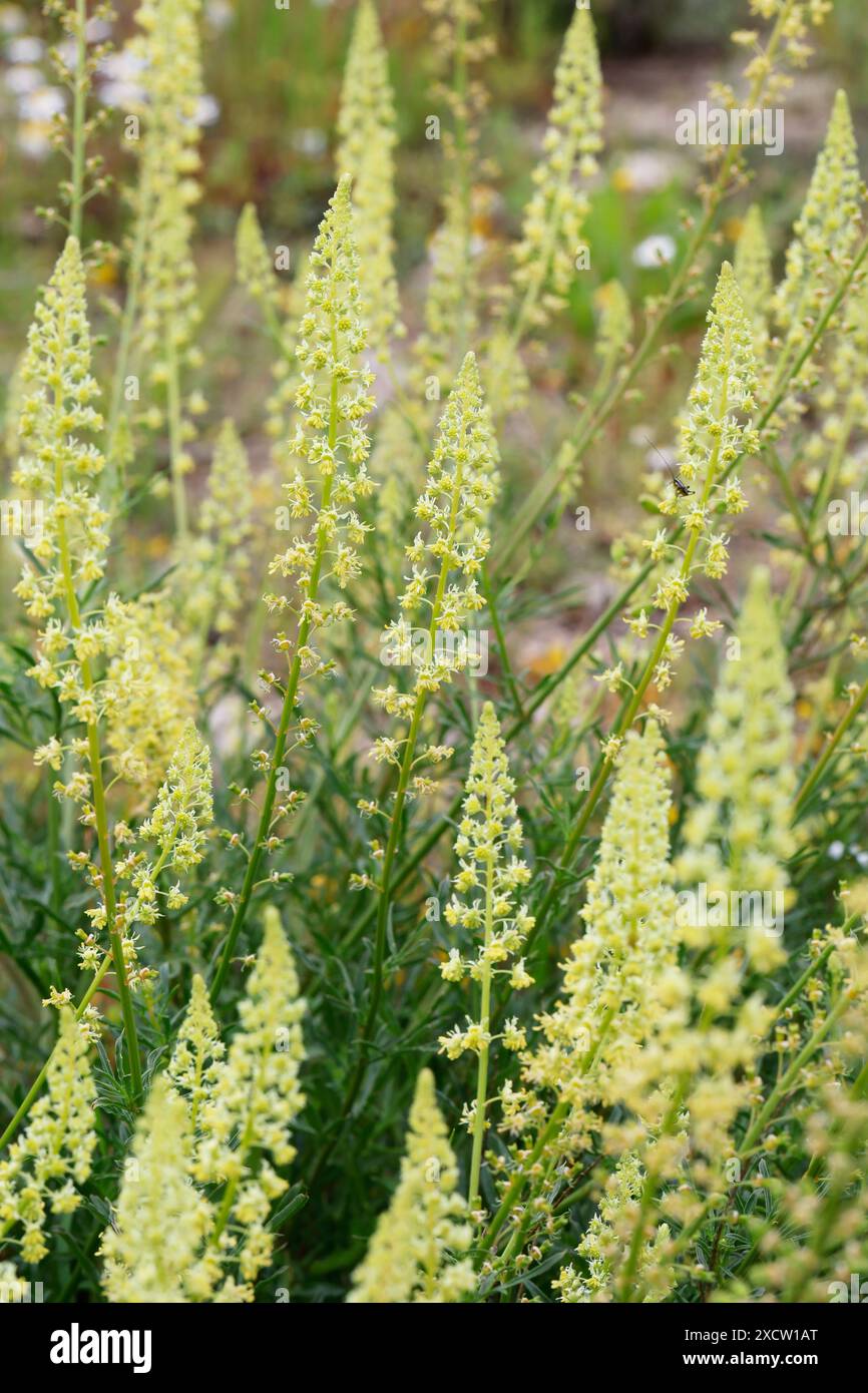 Yellow mignonette, Wild mignonette (Reseda lutea), blooming, Albania ...