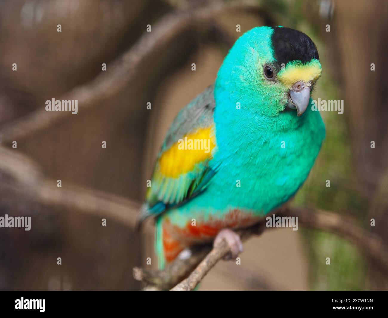 Amazing gorgeous male Golden-shouldered Parrot with bright vibrant ...