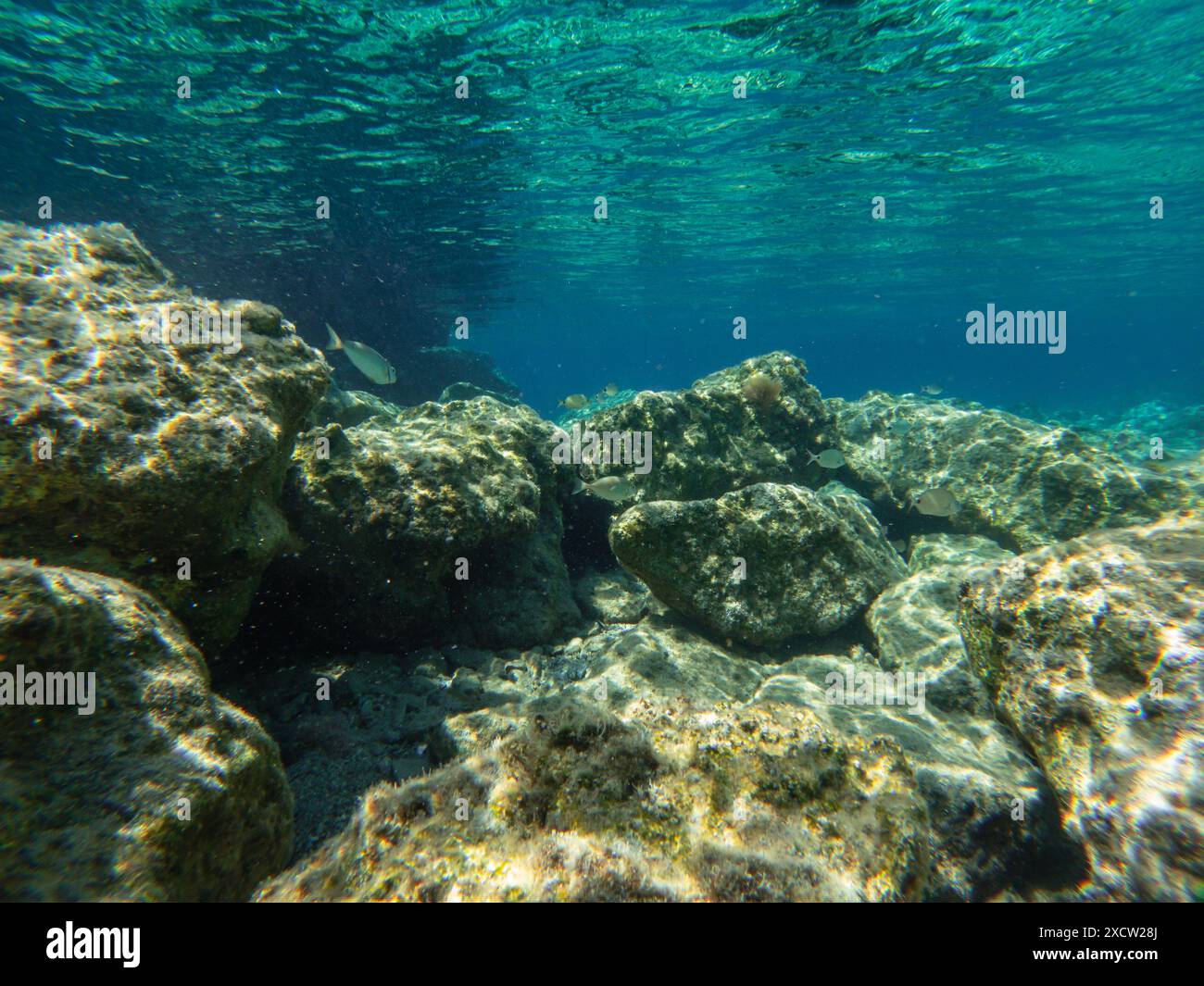 Underwater landscape. Rocky ground Stock Photo - Alamy