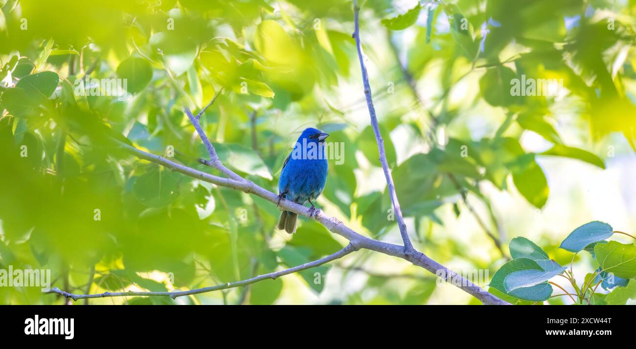 Male indigo bunting in northern Wisconsin Stock Photo - Alamy