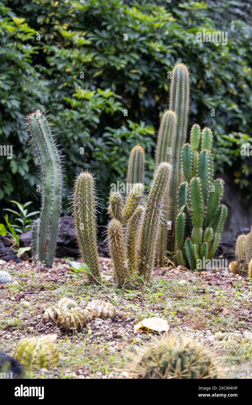 Various botanical types hi-res stock photography and images - Alamy