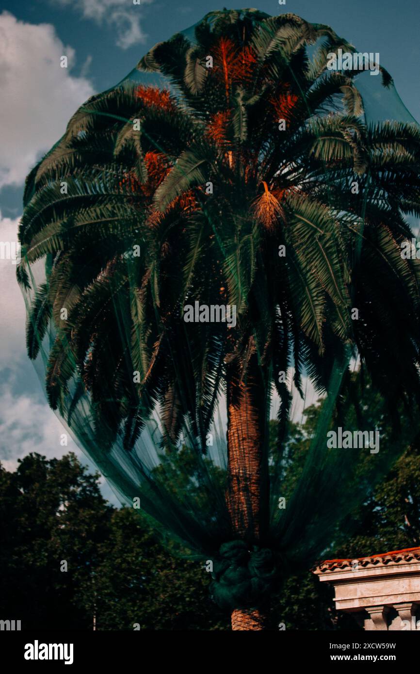 Palm tree protect protection hi-res stock photography and images - Alamy