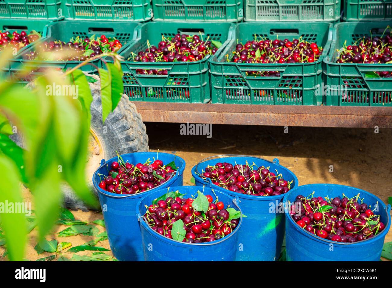 Boxes with harvested cherry stacked in garden Stock Photo - Alamy