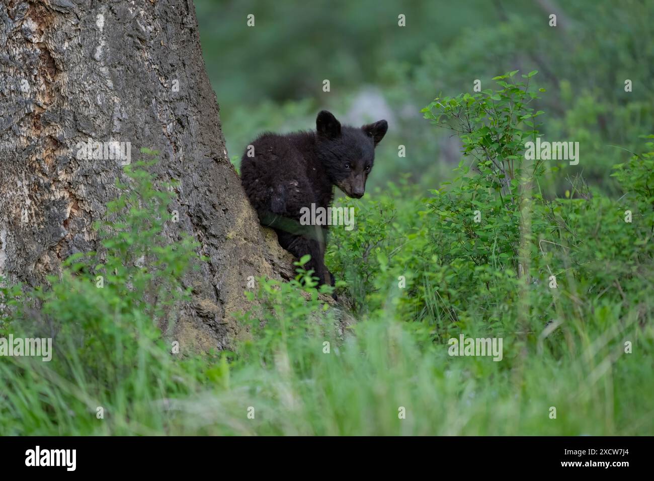 Black bear cubs tree hi-res stock photography and images - Alamy