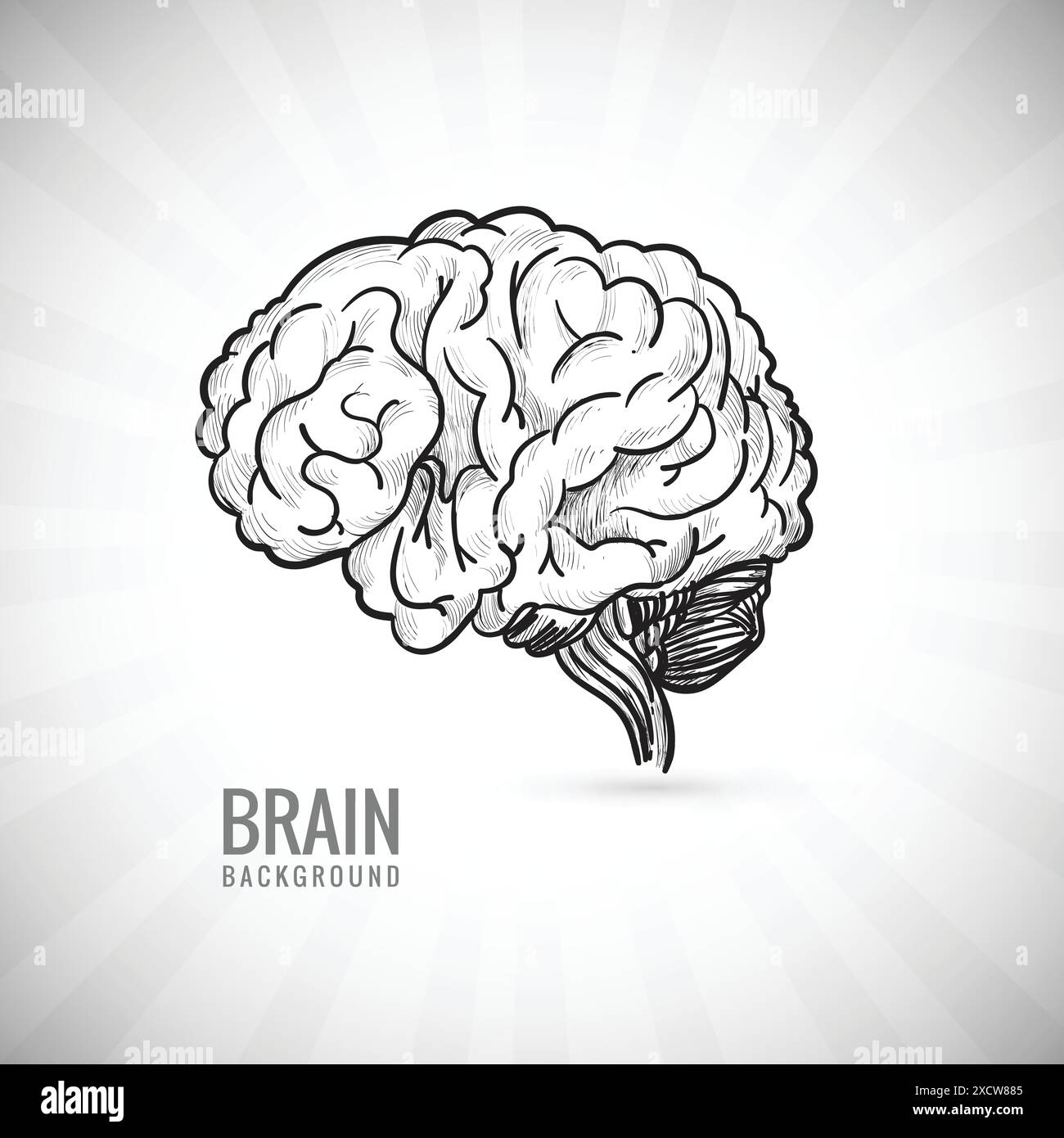 Hand draw human brain sketch background Stock Vector Image & Art - Alamy