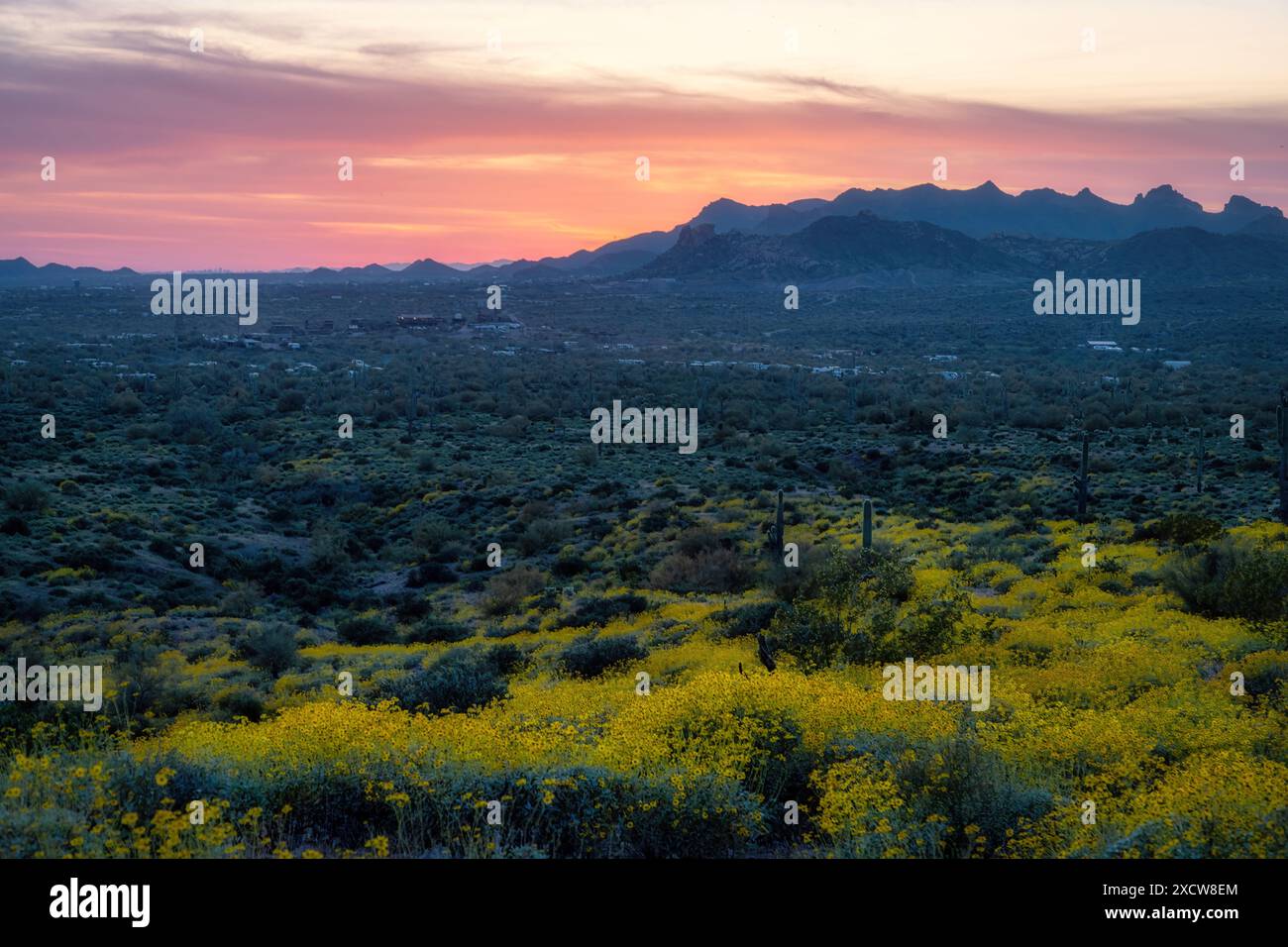 Spring blossoms in the Sonoran Desert near Phoenix, Arizona Stock Photo ...