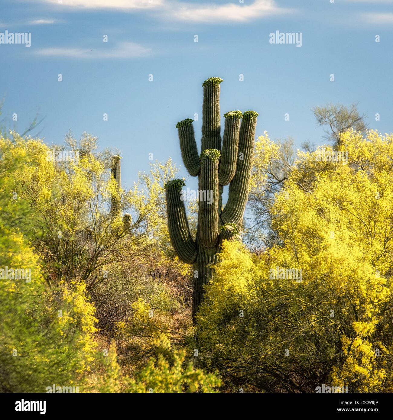 A blooming saguaro cactus and palo verde trees Stock Photo - Alamy