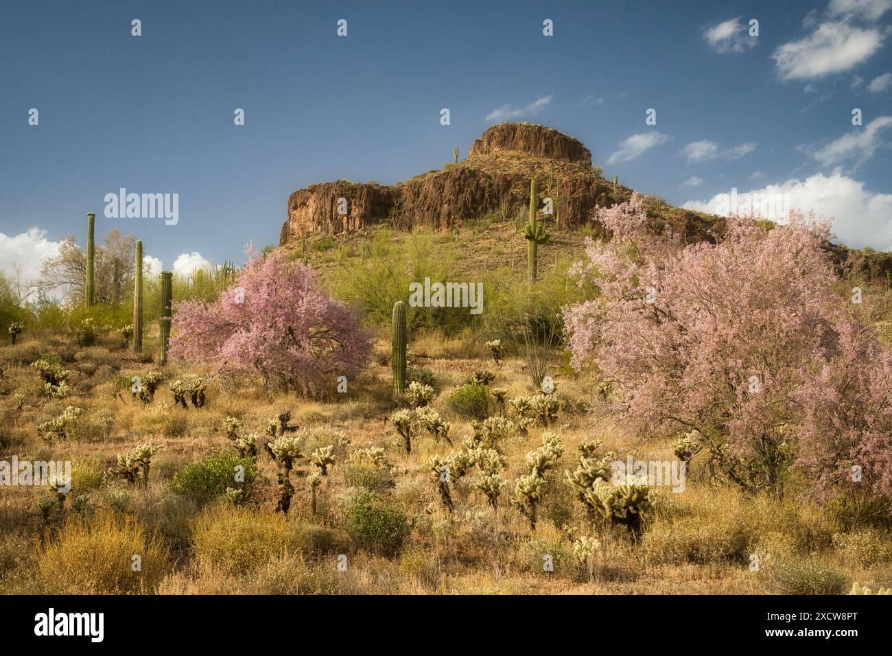 Ironwood trees at Peralta Regional Park in the Sonoran Desert near ...