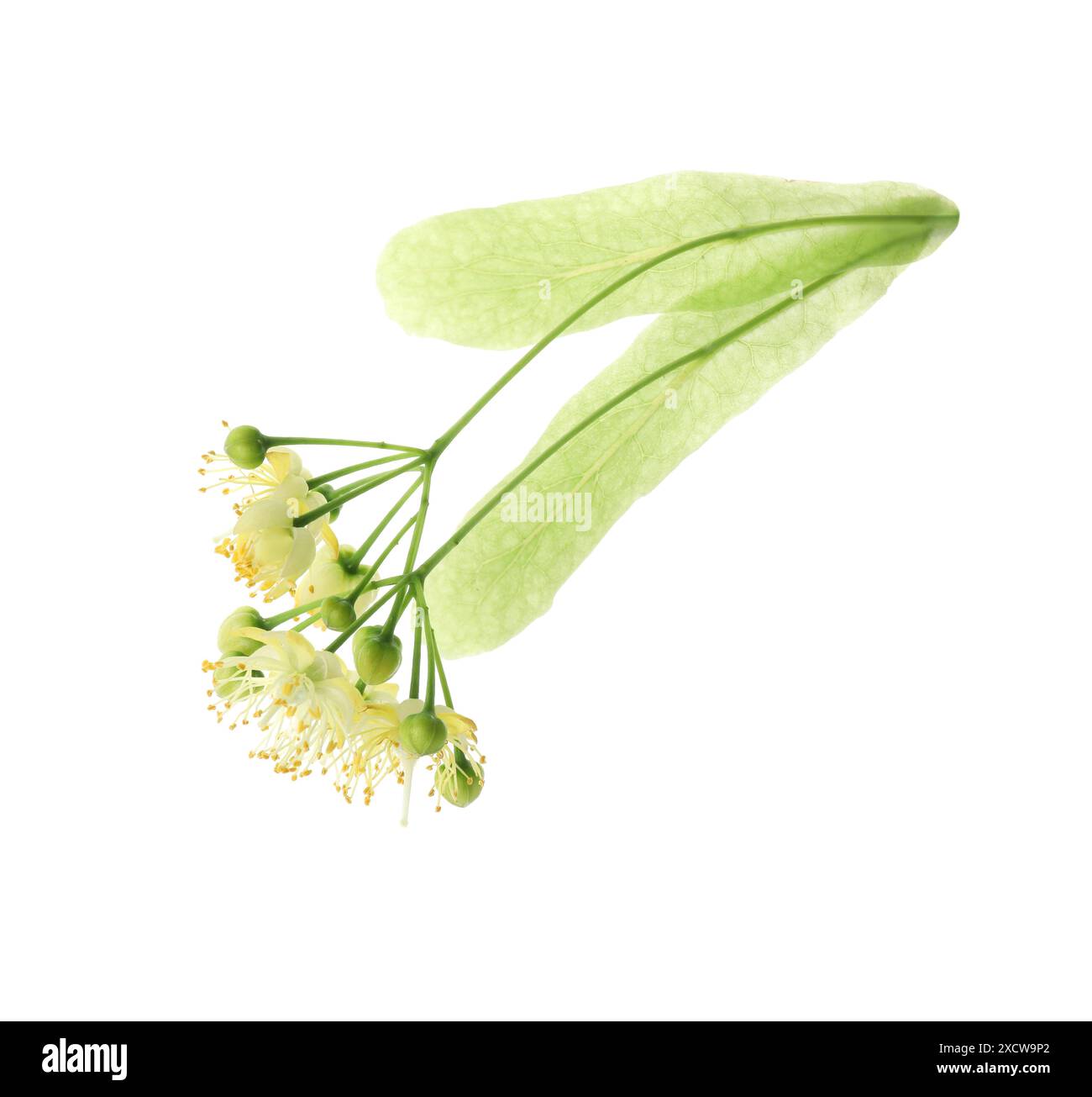 Beautiful linden tree blossom isolated on white Stock Photo - Alamy