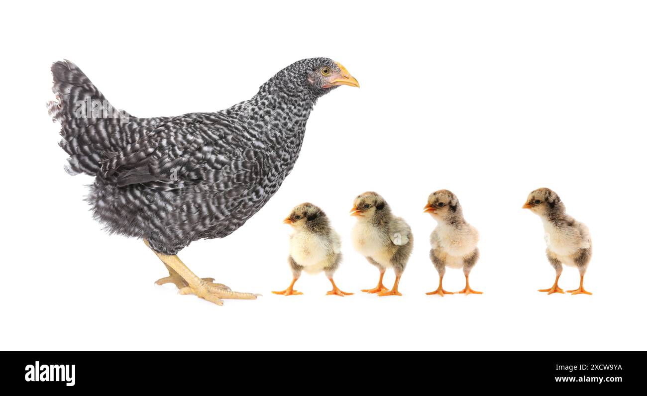 Chicken with cute chicks on white background Stock Photo - Alamy