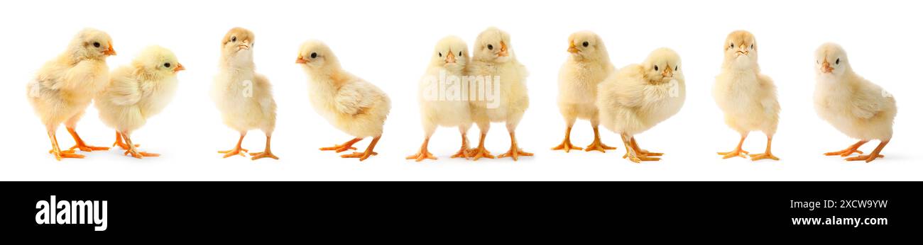 Cute fluffy chicks on white background. Baby animals Stock Photo - Alamy