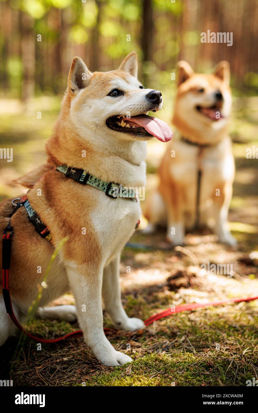 Shiba inu dog stands hi-res stock photography and images - Alamy