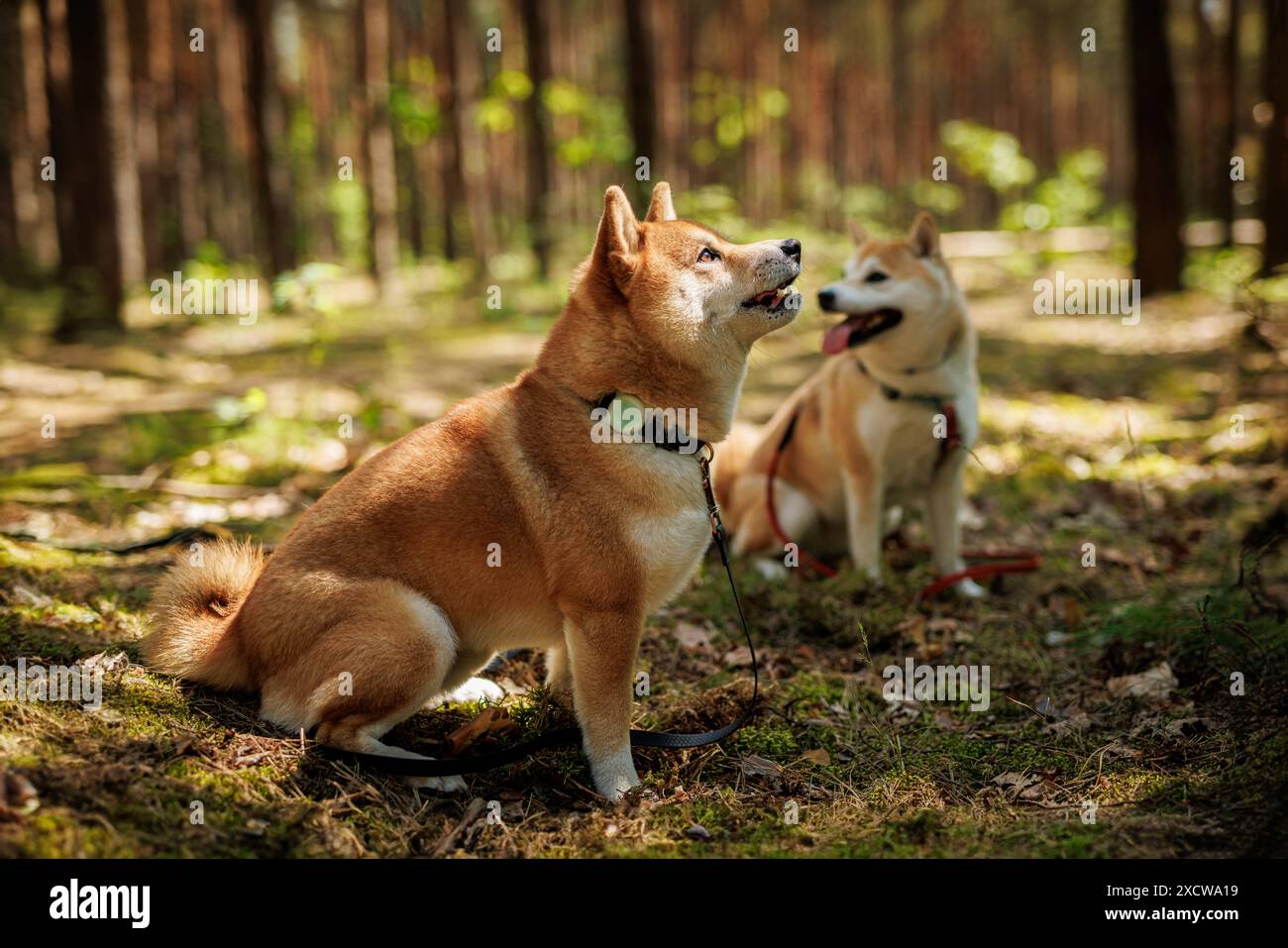 Two Shiba Inu dogs in a sun-dappled forest Stock Photo - Alamy